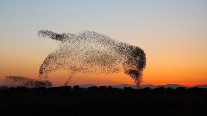 Un photographe capture des photos incroyables d’un murmure d’étourneaux ...