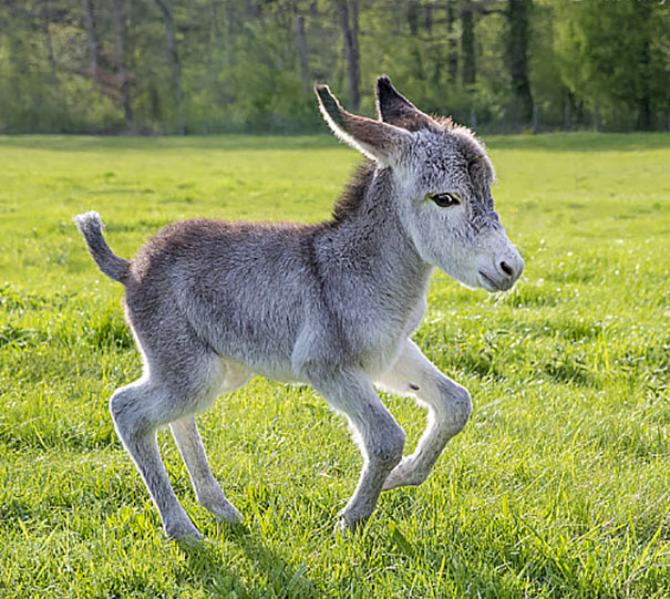 L’instant mignon du jour avec ces bébés ânes - Page 2 sur 2