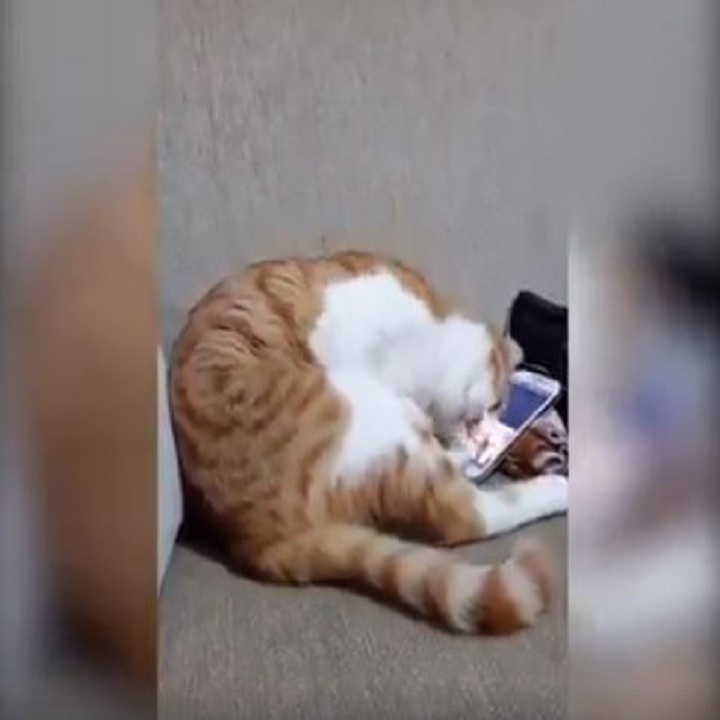 Les chats ont aussi des sentiments - Tuxboard