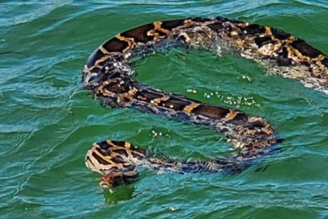 Un python de plus de 3 mètres repéré en train de nager sur les côtes de ...