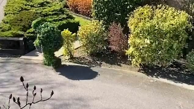 Un homme se déguise en... buisson pour braver le confinement – Tuxboard