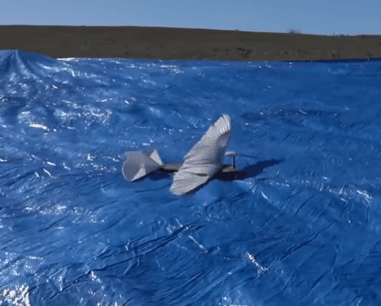 Des scientifiques créent un robot pour reproduire les ailes d'un oiseau ...