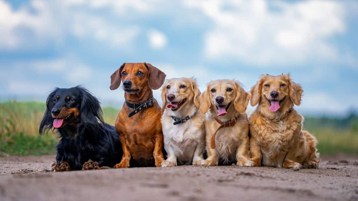Voici la race de chien la plus intelligente du monde selon les experts ...