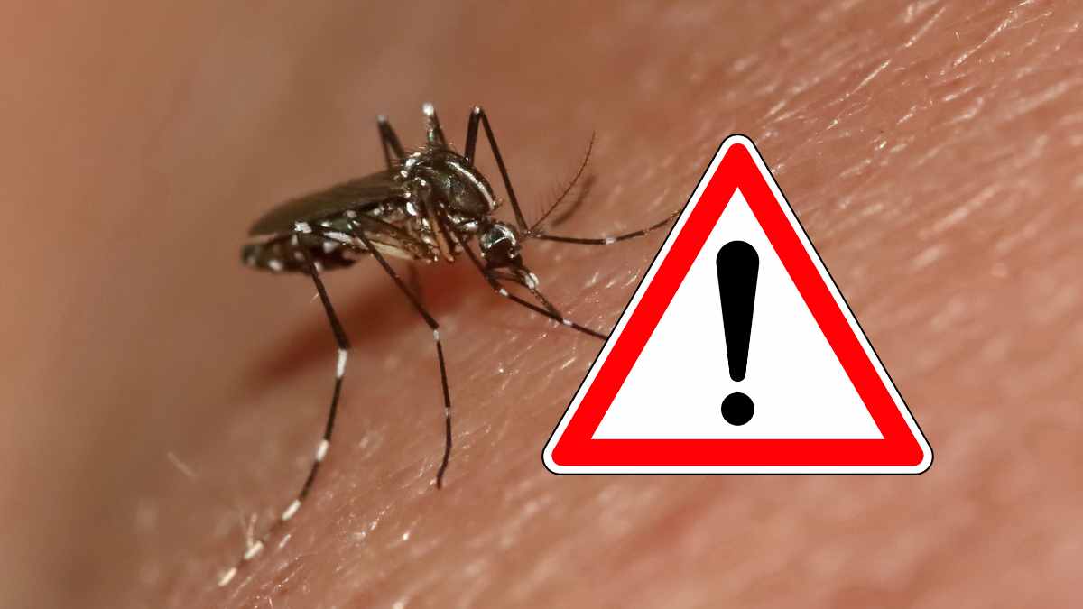 Alerte Moustiques tigres: c'est une véritable invasion dans ces 71 ...