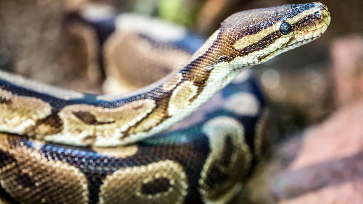 Elle découvre un immense python de 2 mètres en se rendant aux toilettes ...