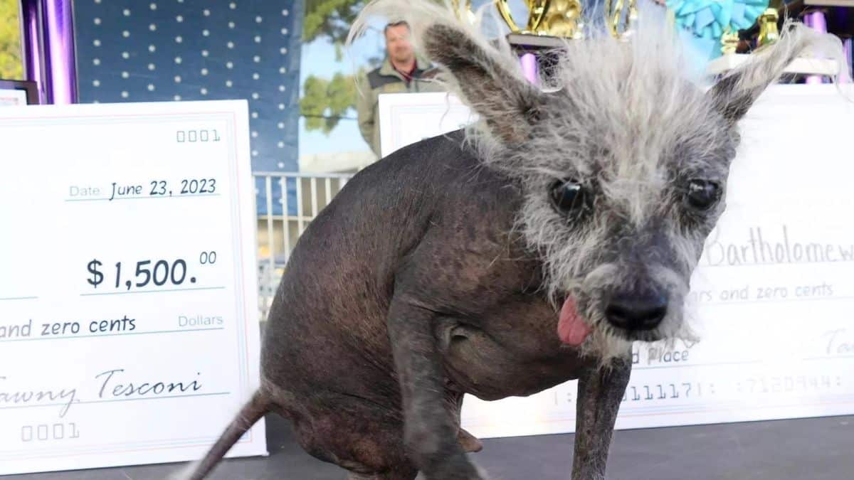 Scooter, ce chien a été élu le chien le plus laid au monde ! – Tuxboard