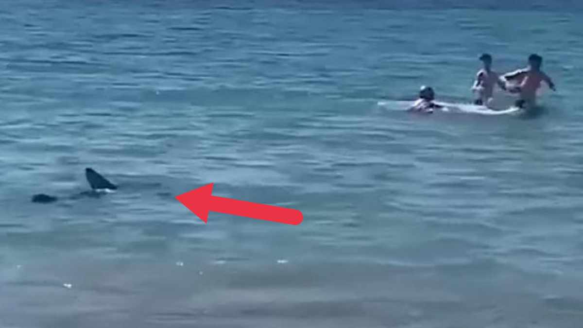 Un requin terrorise tous les baigneurs de cette plage très connue en ...
