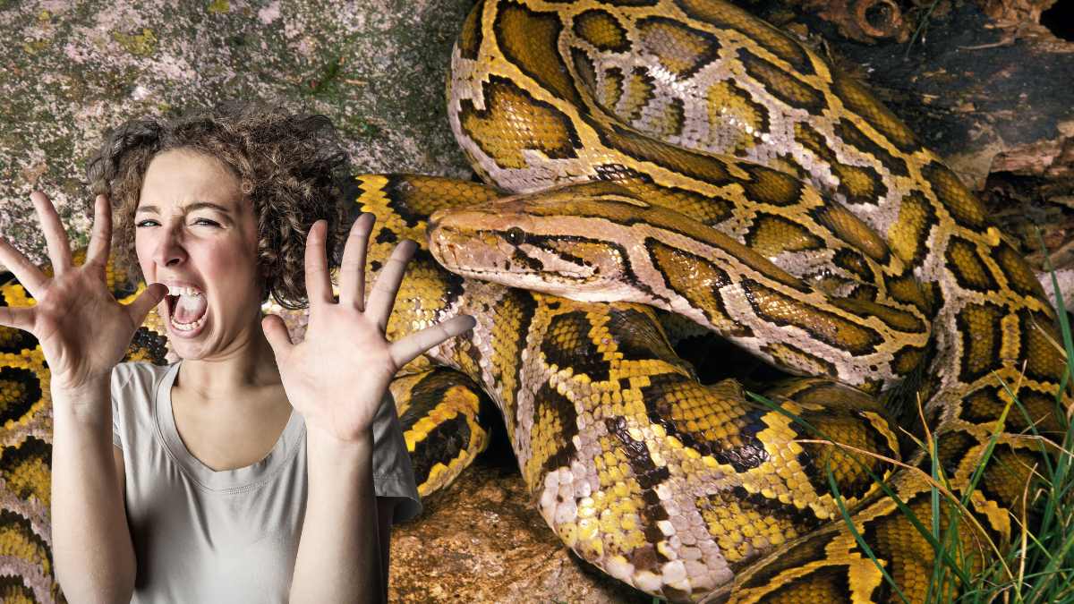 Elle découvre un immense python terrifiant dans son jardin en France ...