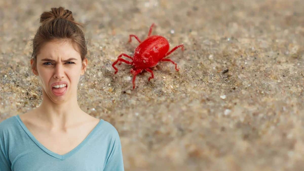 Ces nouveaux acariens piqueurs explosent en France et voici comment s ...