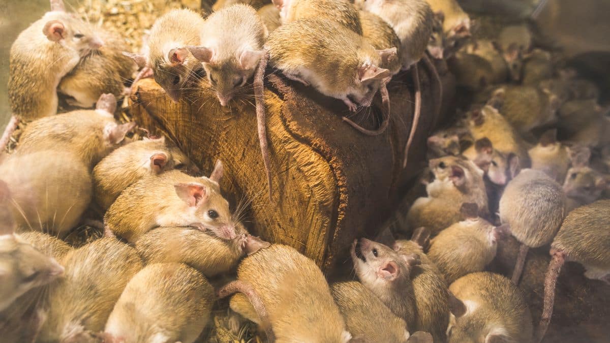 Comment préparer un mélange maison pour effrayer les souris et les rats