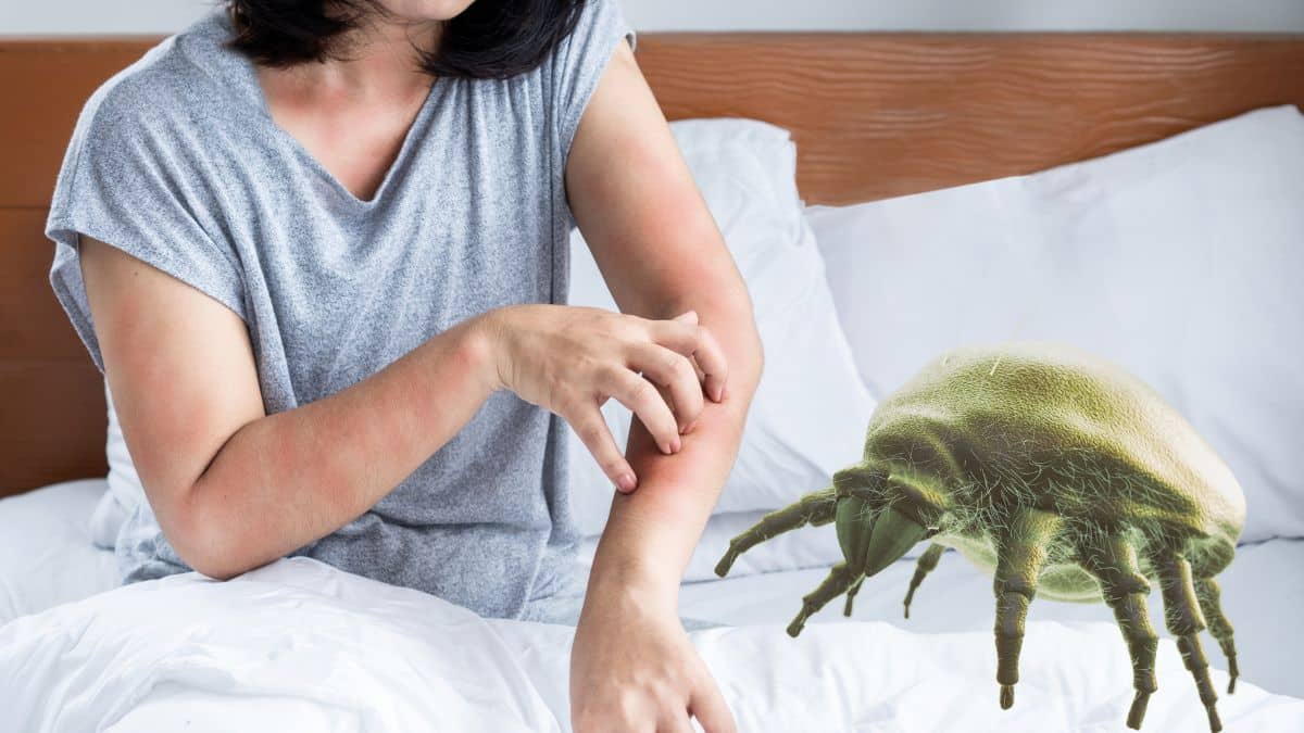 Cet acarien porte un virus très dangereux dans ces 11 départements