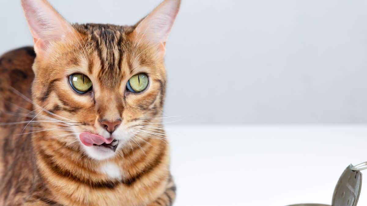 Voici pourquoi votre chat devient fou et incontrôlable quand il sent du ...
