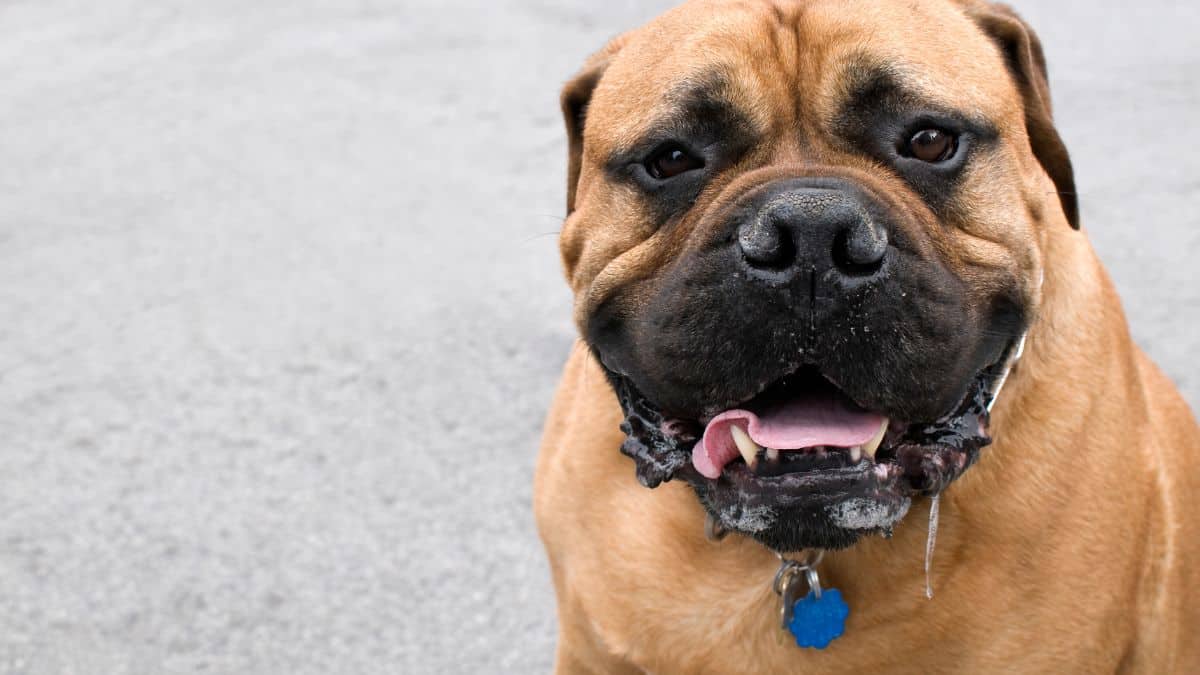 Cette race de chien est la meilleure car elle ne perd pas de poils et ...