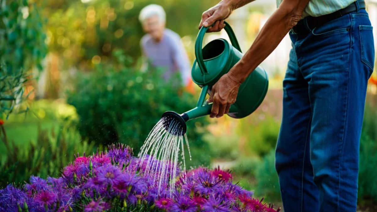 Canicule : trois astuces à adopter pour que votre jardin reste vert ...