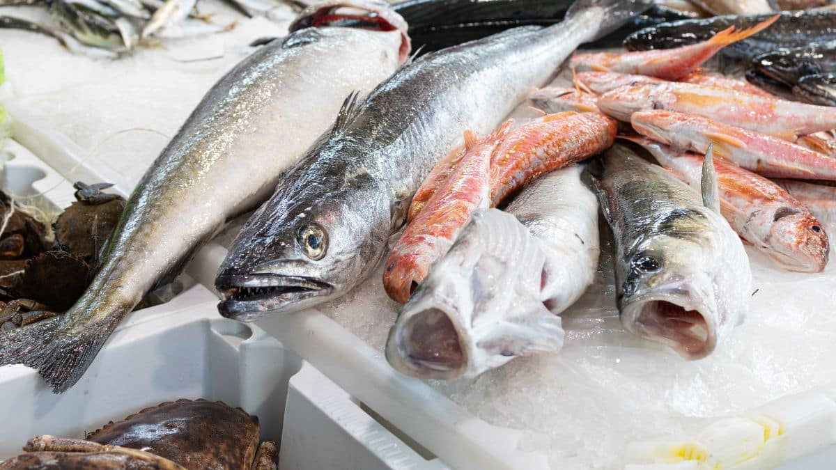 Santé : le poisson populaire recommandé par un docteur pour protéger ...