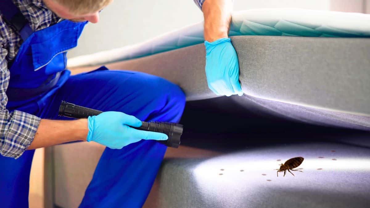 Ces 5 gestes simples pour éviter une invasion de punaises de lit dans ...