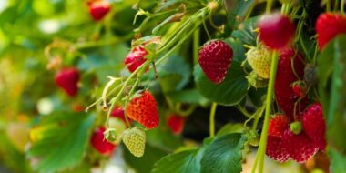 Ce fruitier discret planté au fond du jardin donne déjà ses fruits ...